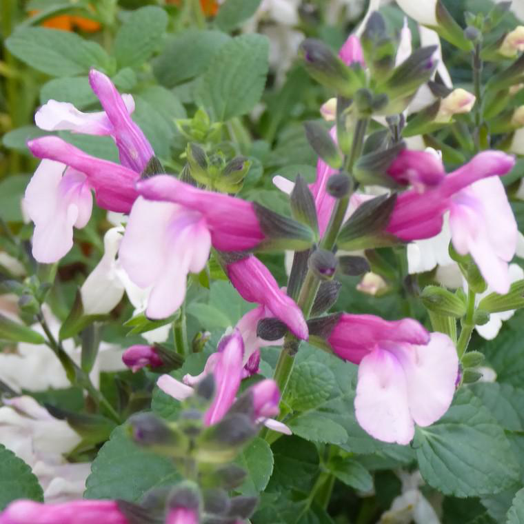 Sauge vivace divers coloris. Le pot de 2 litres