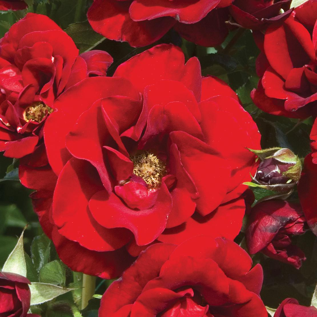 Rosier Rose de Fleurie ®. Le pot de 3 litres