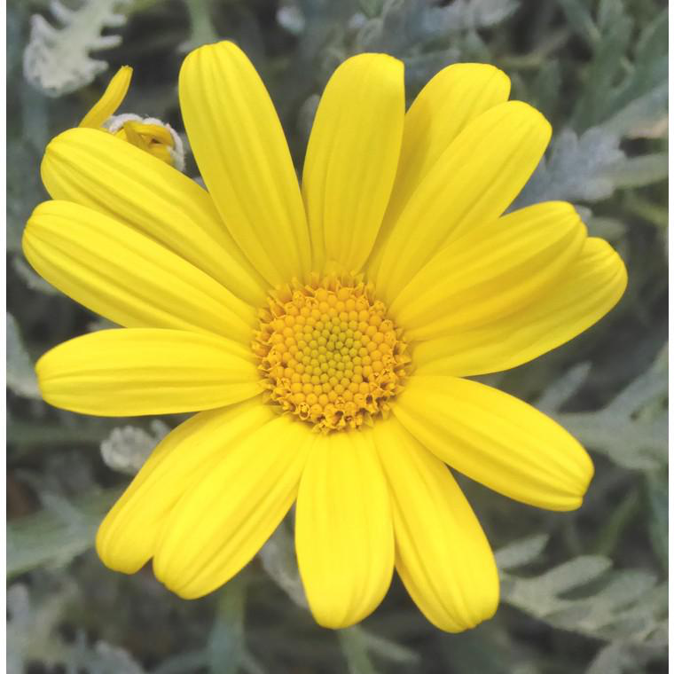 Marguerite des savanes à fleurs jaunes ou Euryops pectiné. Le pot de 5 ...