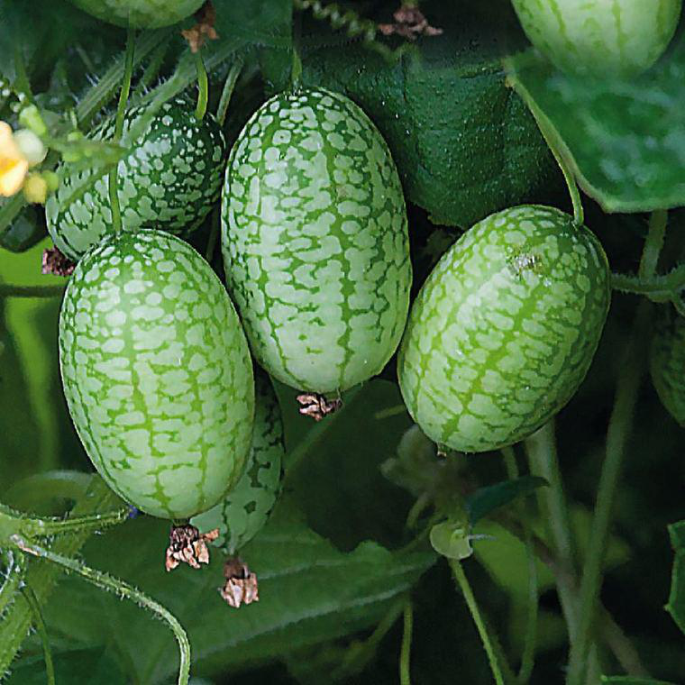 Concombre Nain Mexicain Zehnaria Scabra Bio. Le pot de 9x9 cm