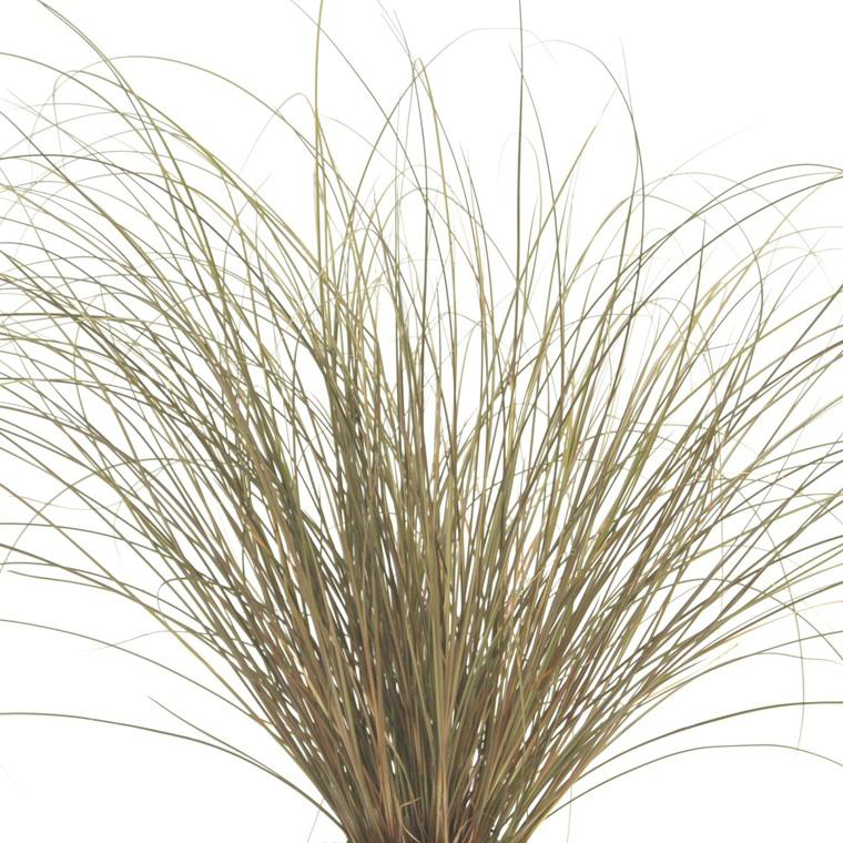 Carex Comans Bronze Form - Le pot de 1 litre