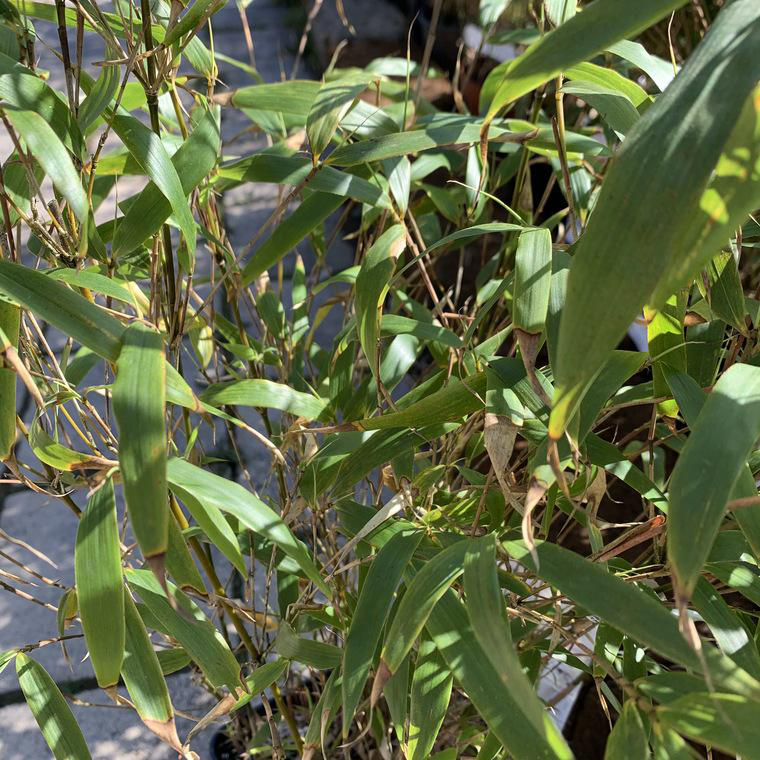 Bambou Fargesia Rufa. Le pot de 3 litres