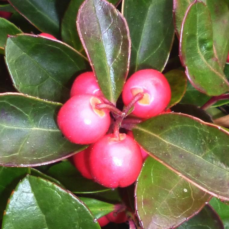 Gaulthérie couchée à fruits rouges - Le pot de 0,5 litre