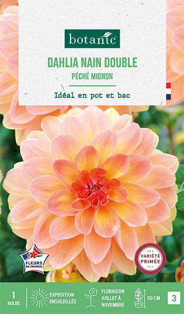 Bulbe de fleurs Dalhia nain double Péché mignon botanic® - 1 bulbe