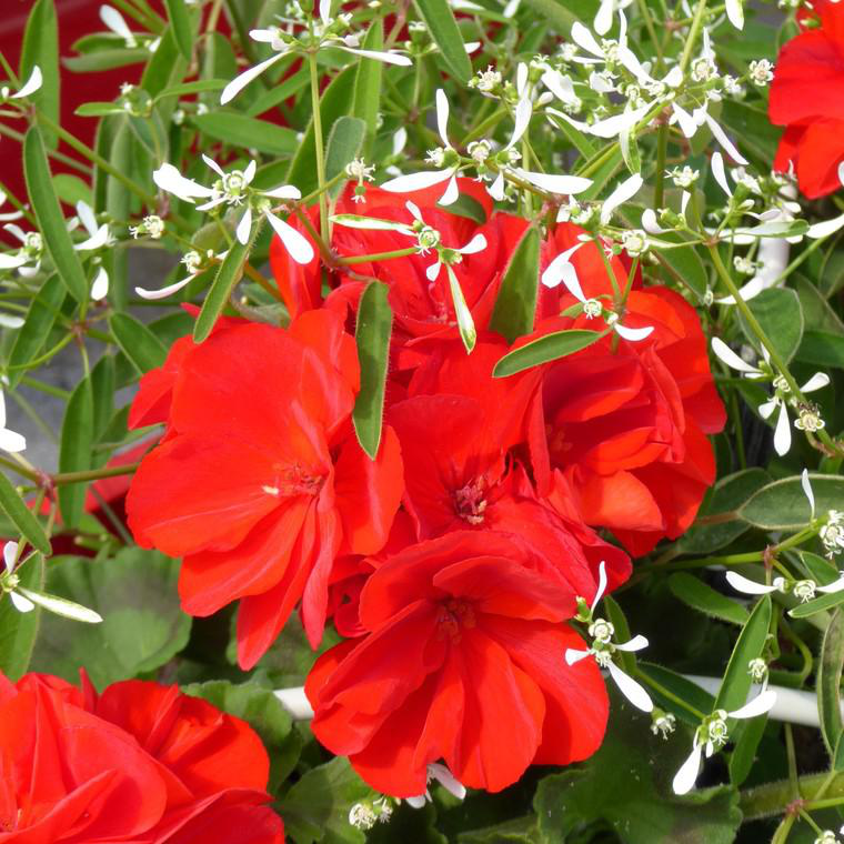 Géranium zonale + euphorbes blanche - La jardinière de 40 cm