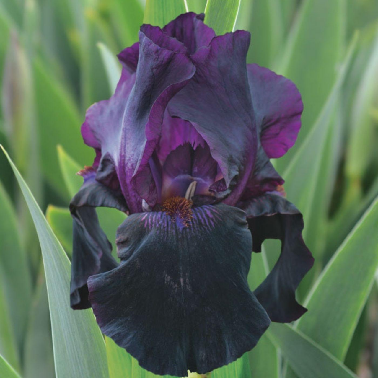 Iris des jardins Sable Night - Le pot de 1 litre | botanic®