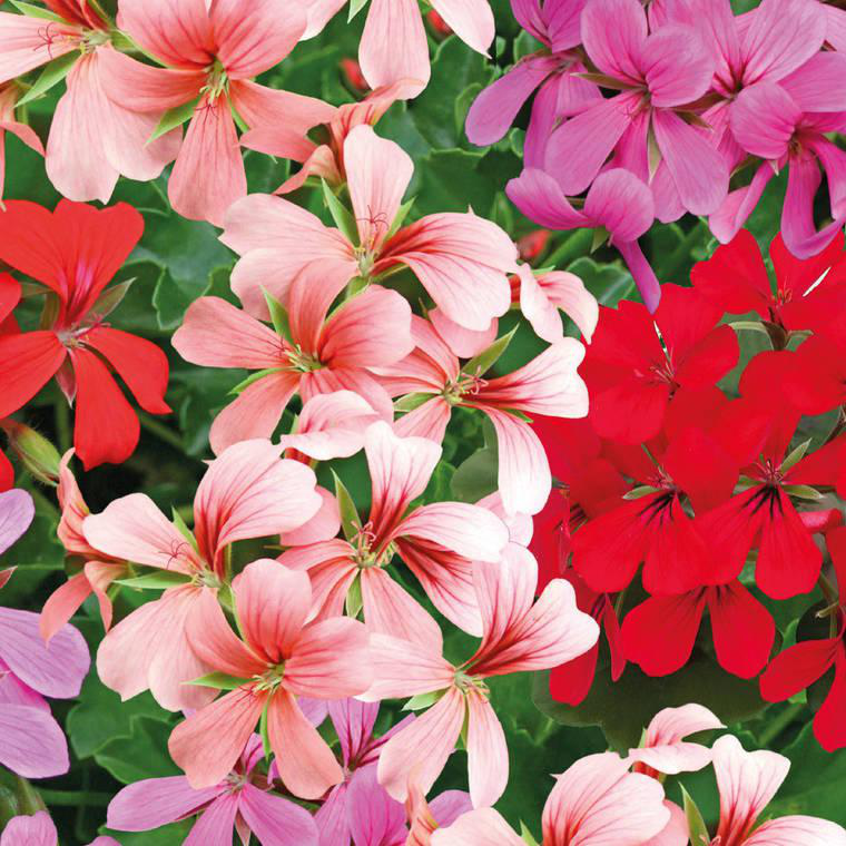 Geranium lierre simple - La barquette de 4 plants