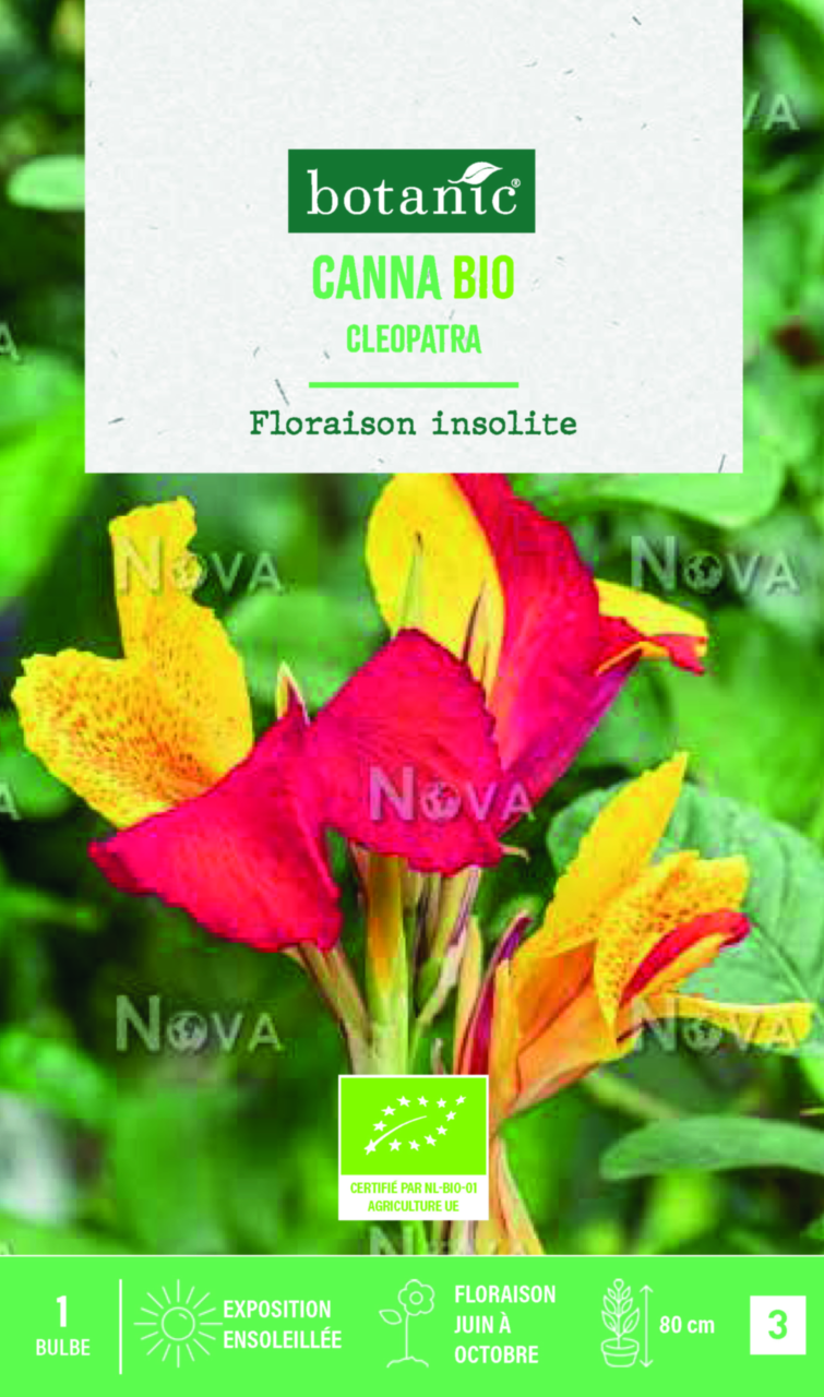 Bulbe de fleurs Canna Indica Cleopatra bio botanic® - 1 bulbe
