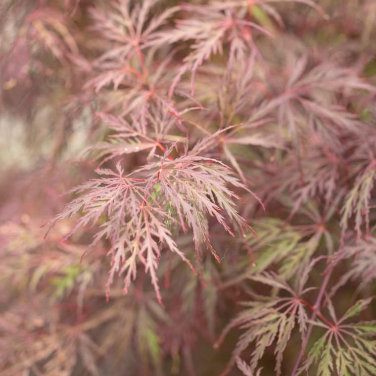 Érable du Japon Dissectum Inaba Shidare rouge. Le pot de 10 litres ...
