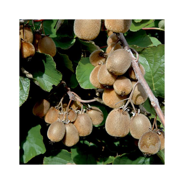 Kiwi Autofertile Solissimo® Renact Bio. Le pot de 2 litres | botanic®