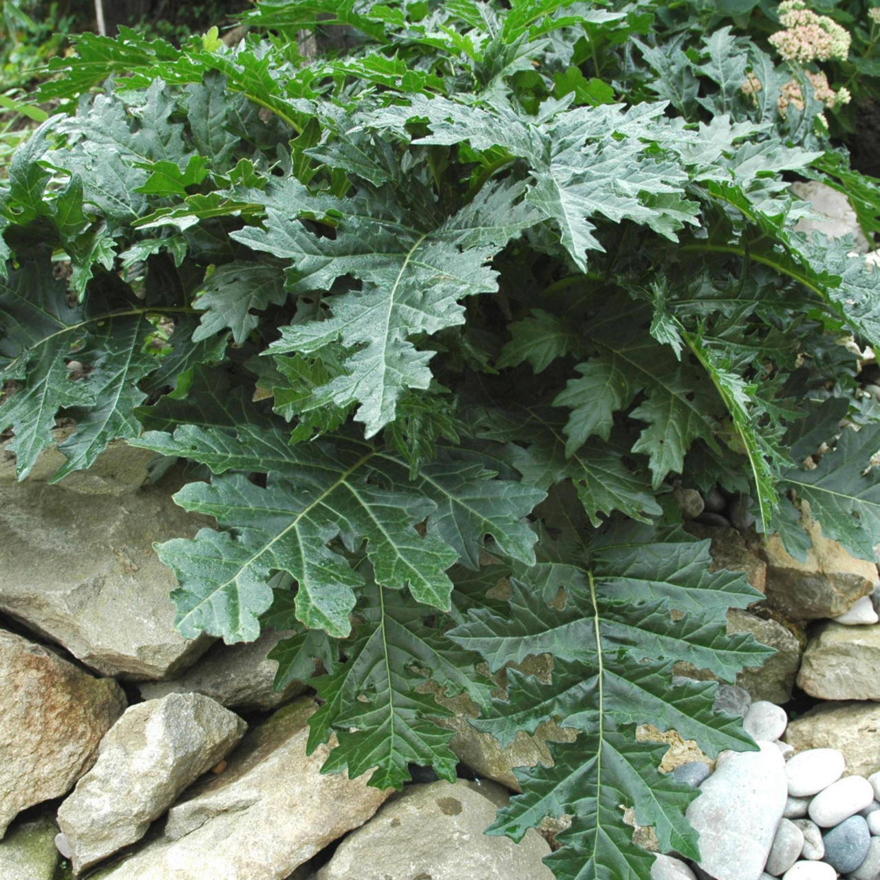 Acanthe Variee. Le pot de 7,5 litres | botanic®