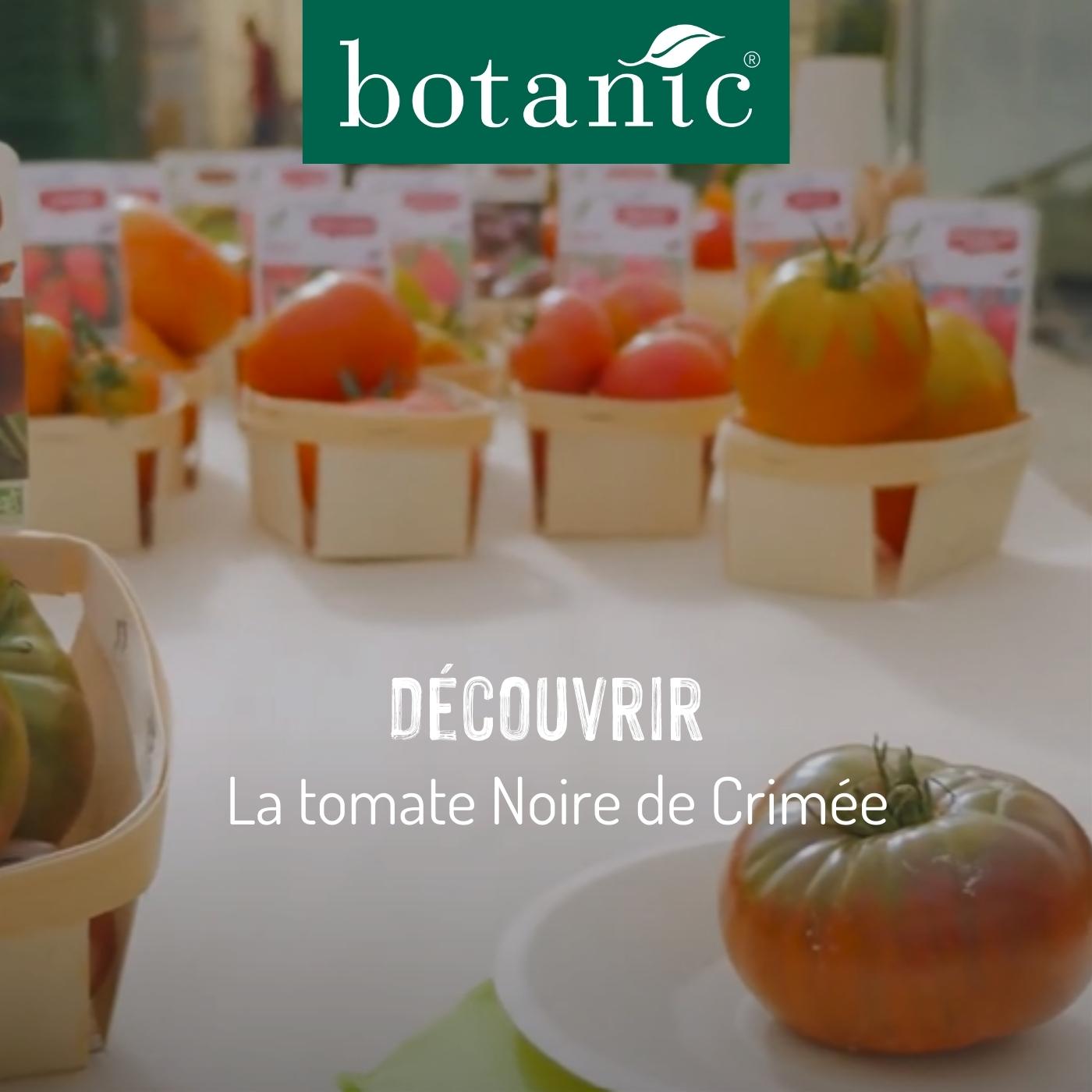 Tomate Côtelée Noire De Crimée Bio. La barquette de 3 plants