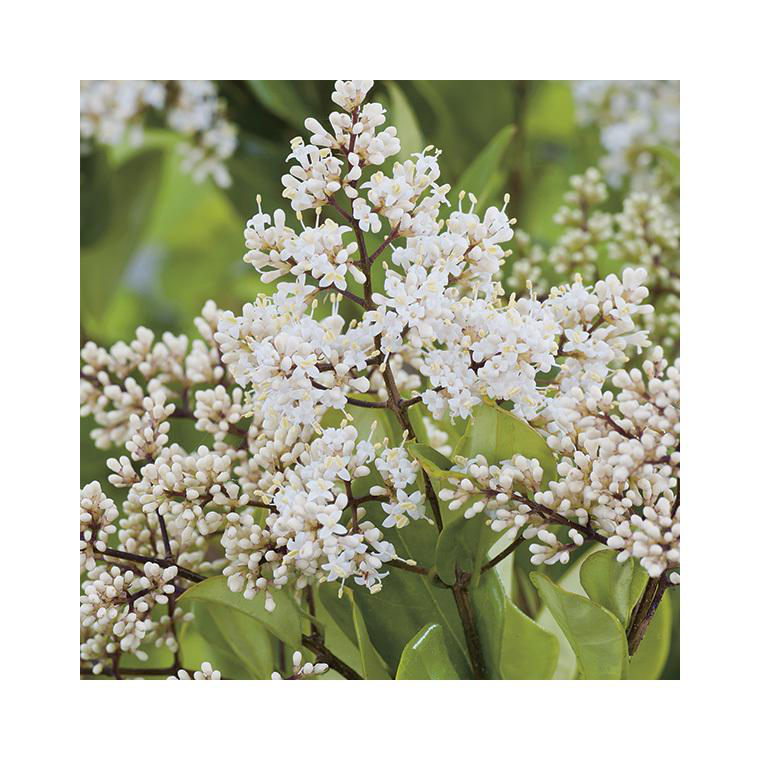 Troène du Texas ( LIGUSTRUM TEXANUM)