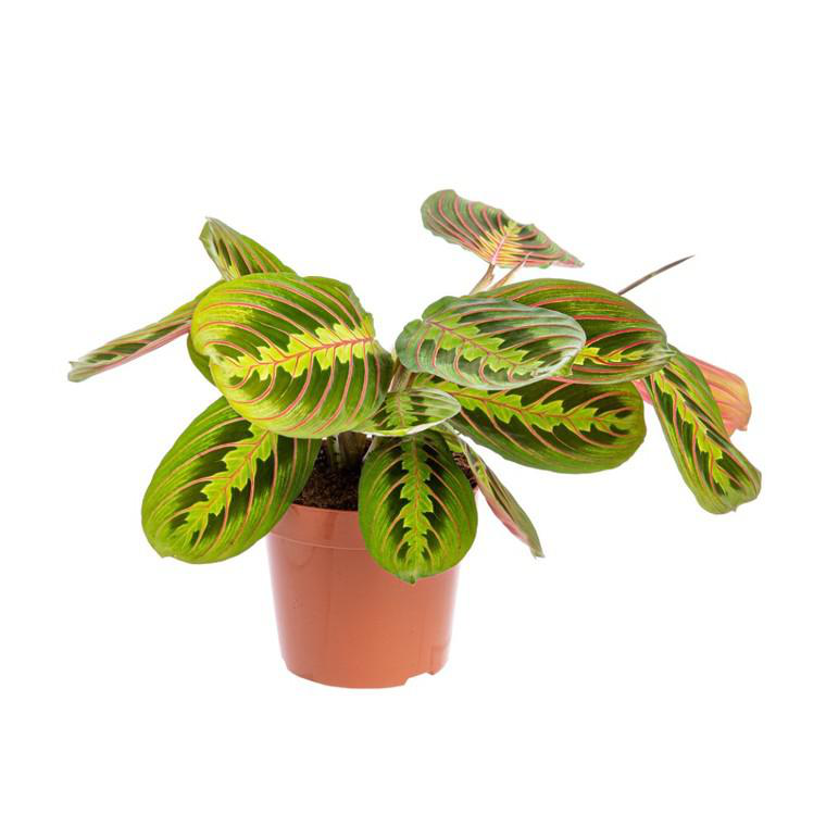 Maranta Leuconeura Red Stripe pot Ø12xH18 cm | botanic®