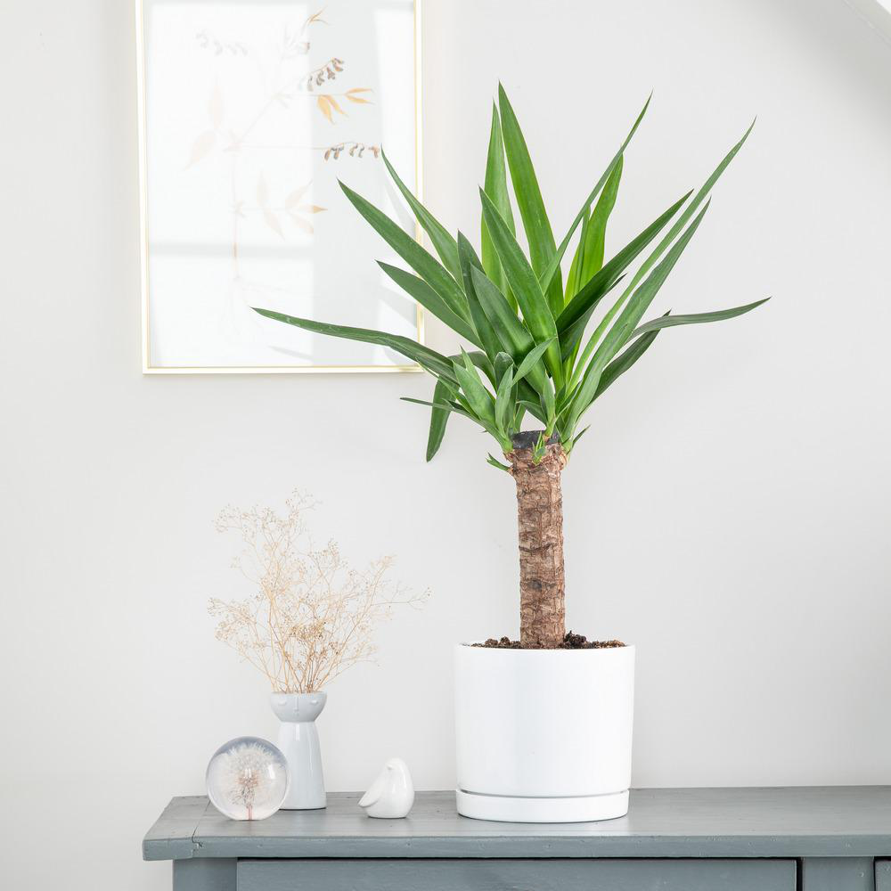 Yucca vert en pot blanc émaillé botanic®. Le pot Ø 18 cm | botanic®