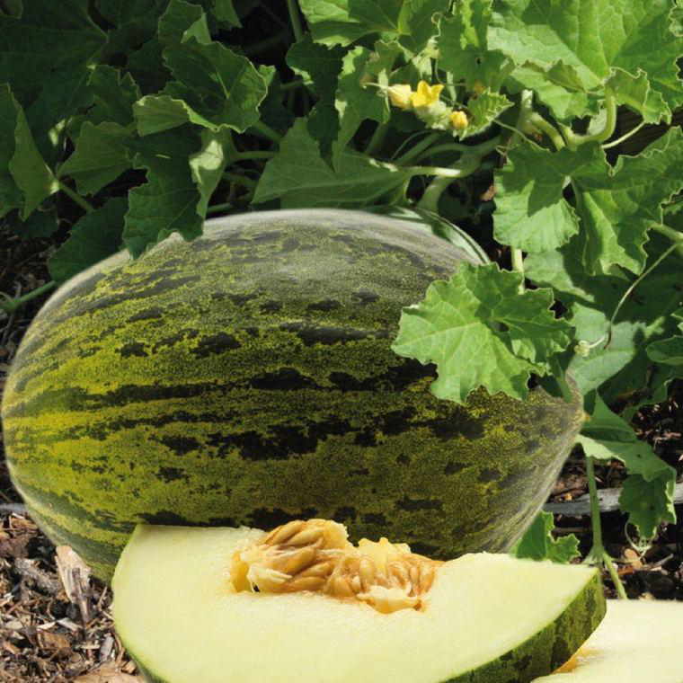 Melon Vert Espagnol Bio. Le pot de 10,5 cm