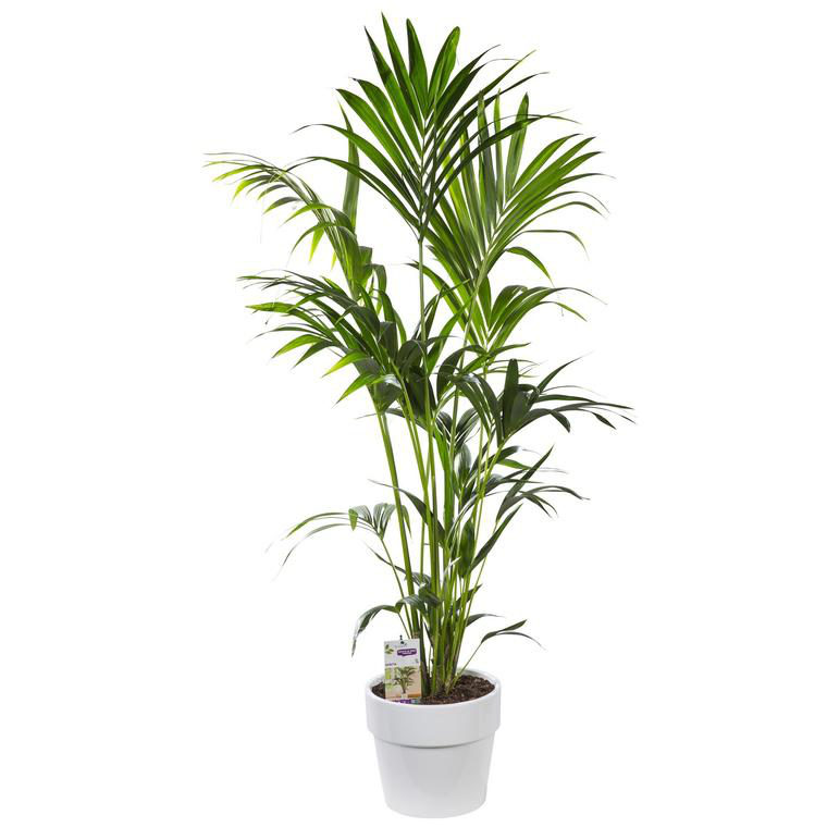 Kentia. Le pot de 26 cm