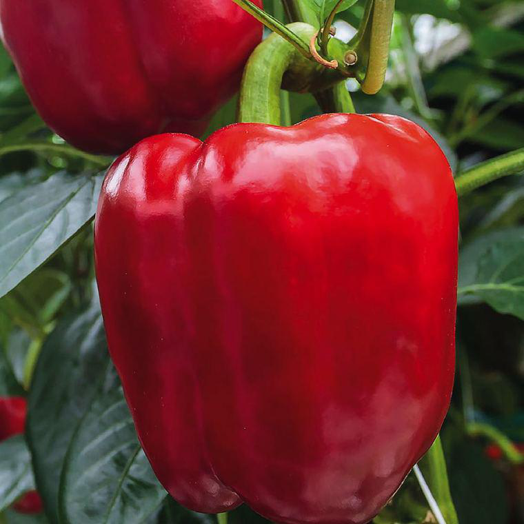 Plant Greffe Poivron Predi Bio. Le pot de 1 litre | botanic®