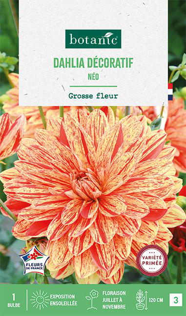 Bulbe de fleurs Dalhia décoratif Neo botanic® - 1 bulbe