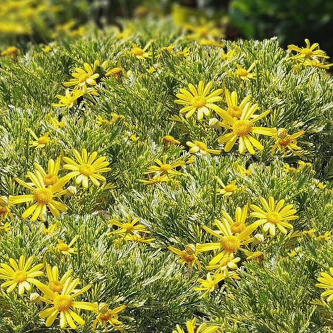 Euryops Pectinatus Sunshine Panaché - Le pot de 4 litres | botanic®