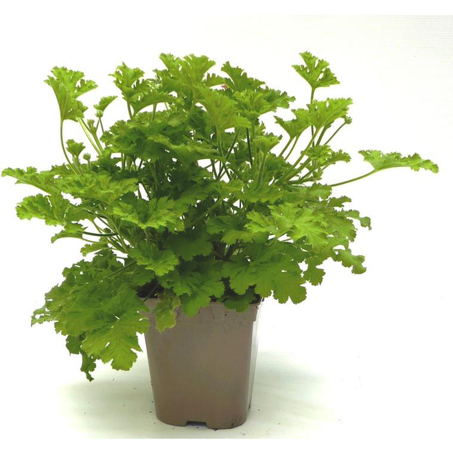 Géranium odorant citronnelle - Le pot de 12 x 12 cm