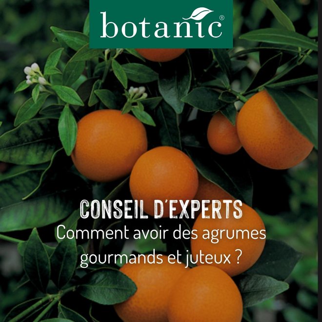 Clementinier Sanguine Bio. Le pot de 6 litres