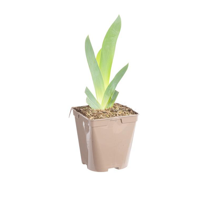 Iris des jardins Sable Night - Le pot de 1 litre | botanic®