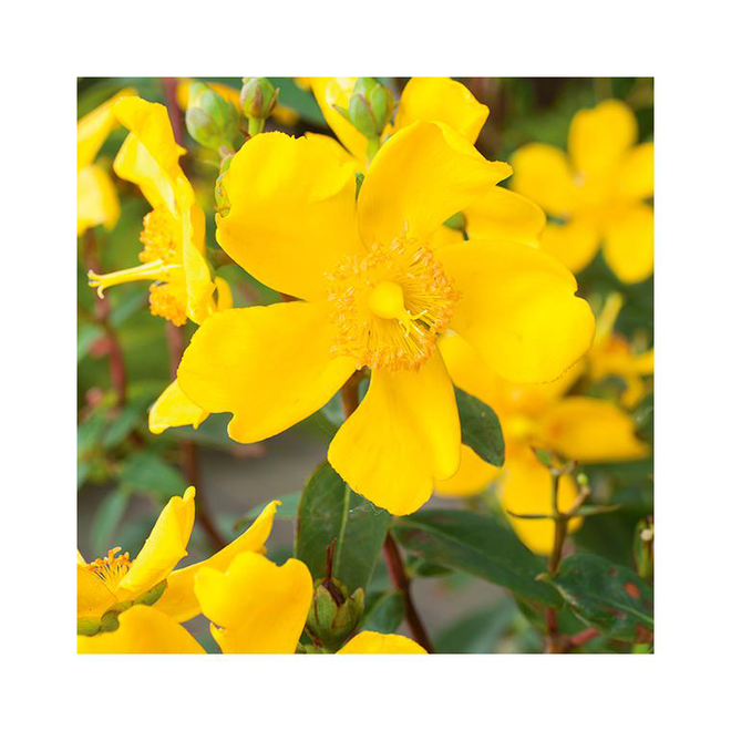 Hypericum hidcote en pot de 3 litres