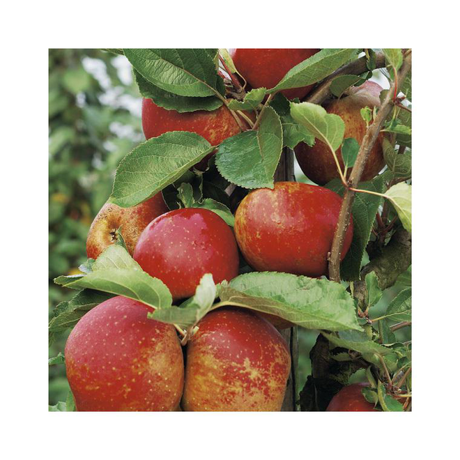 Pommier Belle De Boskoop. Le pot de 10 litres forme palmette U simple