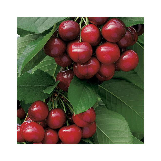 Cerisier Big. Sunburst. Le pot de 12 litres, forme gobelet | botanic®