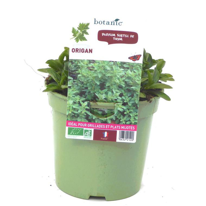 Origan Bio. Le pot de 1 litre | botanic®