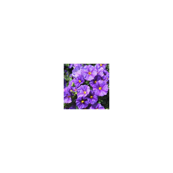 Solanum Rantonnetii bleu forme tige. Le pot de 10 litres | botanic®