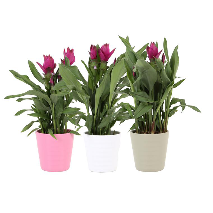Curcuma siam splash coloris vert pot en céramique- Ø 12 cm