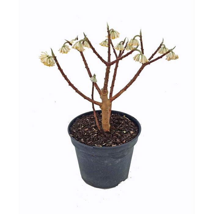 Edgeworthia Chrysantha (Buisson papier) 60/80 en pot de 7,5 L jaune ...