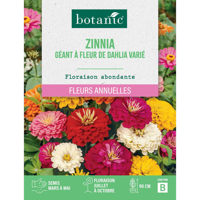 Graines de fleurs de Zinnia géant à fleur de dahlia varié botanic ...