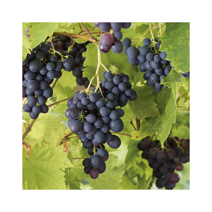 Vigne Muscat Bleu Bio. Le pot de 5 litres | botanic®