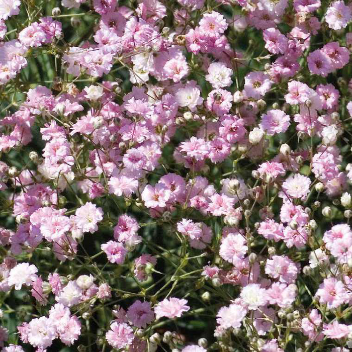 Gypsophile Rose double - Le pot de 9 x 9 cm