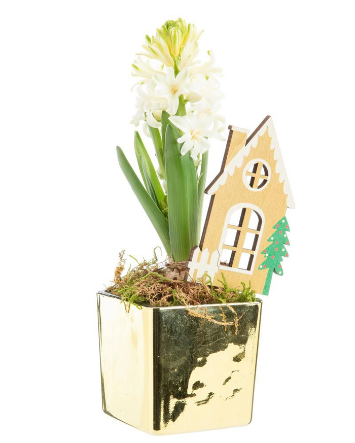 Jacinthe en cache-pot doré - Ø 8 cm | botanic®