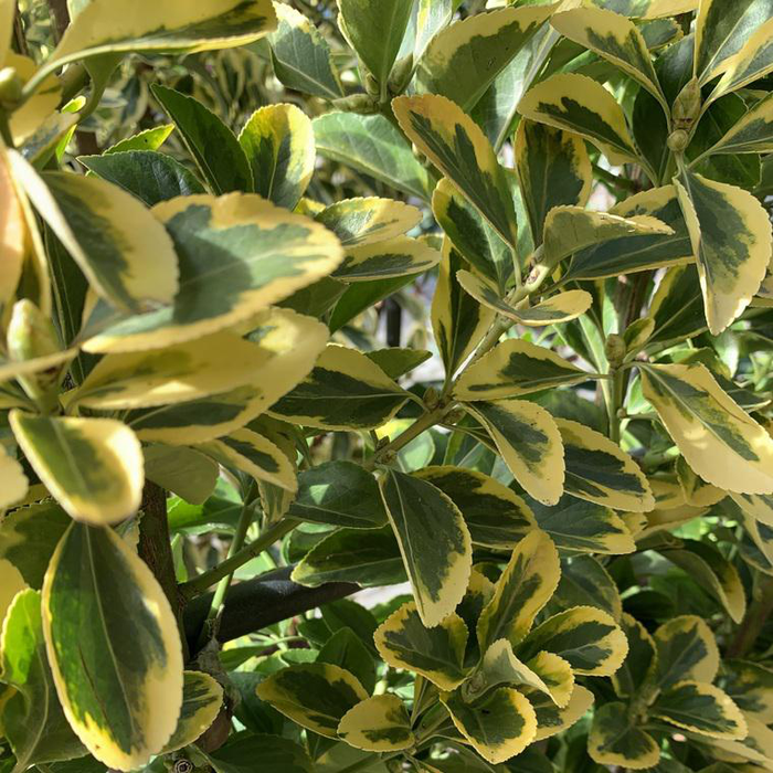Fusain du Japon Elégant Aureus. Le pot de 35 litres, 125/150 cm | botanic®